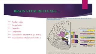 Neuro assessment for nurses | PDF