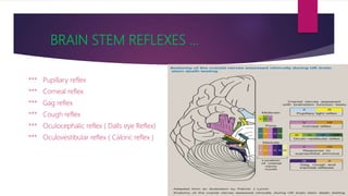 Neuroassessment important neuro reflex’s in icu for nurses +rass score ...