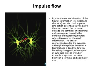 Neurobiologia das dependências | PPT