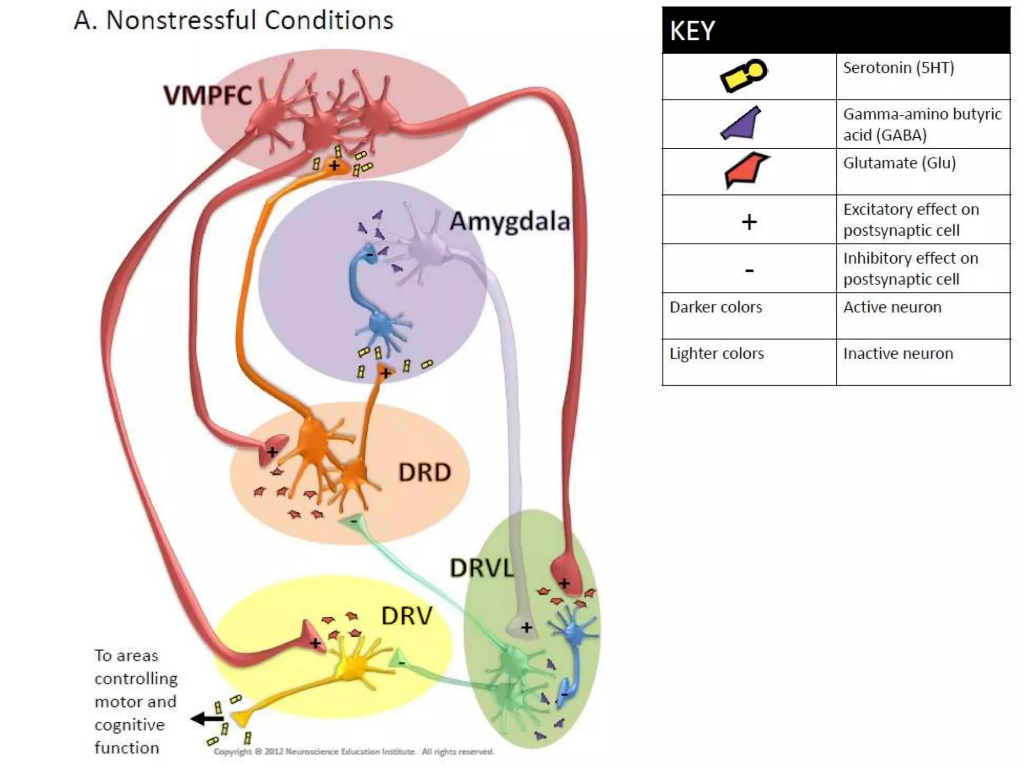 Neurobiology And Functional Brain Circuits In Mood Disorders Pptx Brain And Nervous System