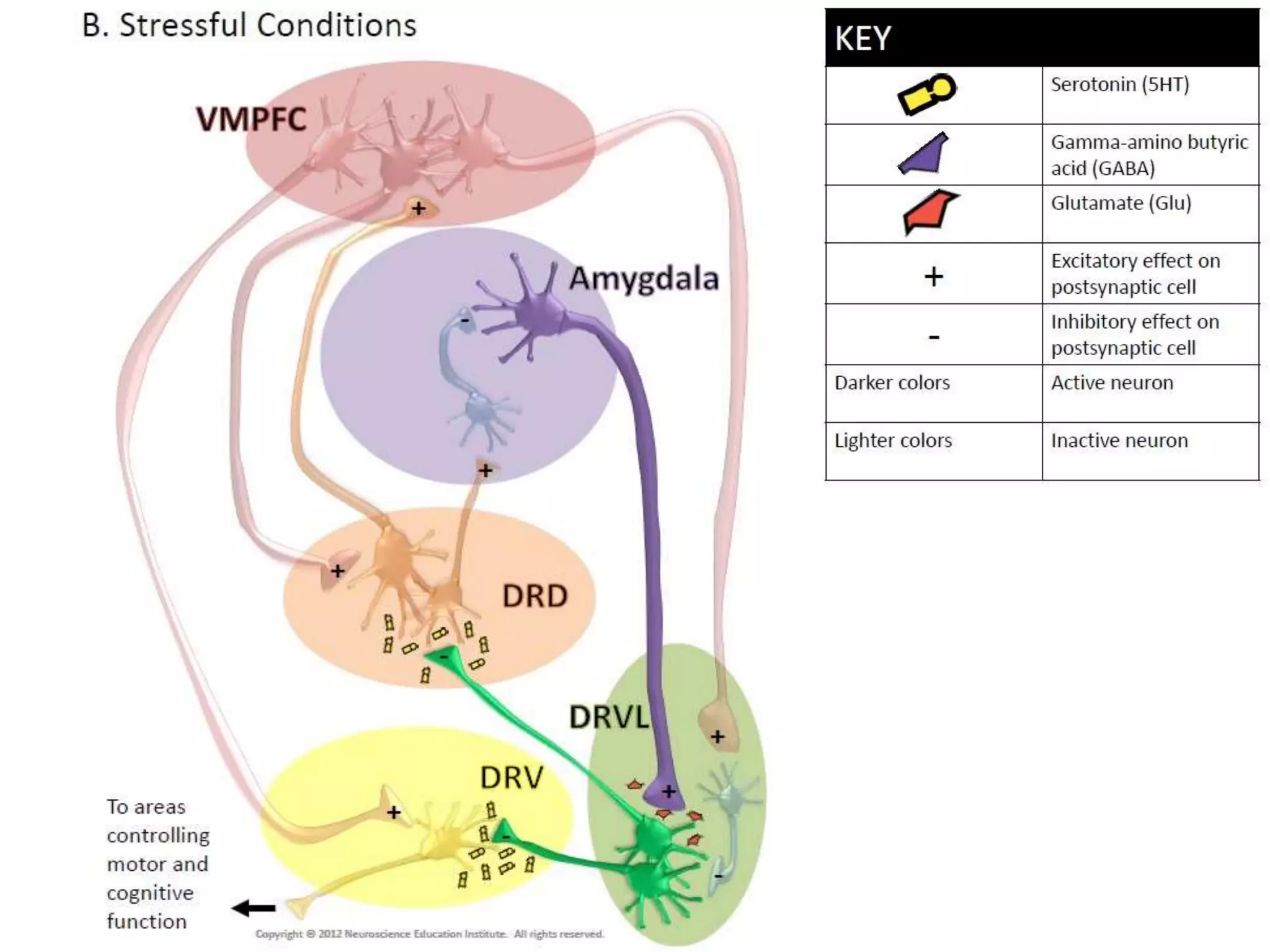 Neurobiology And Functional Brain Circuits In Mood Disorders Pptx Brain And Nervous System