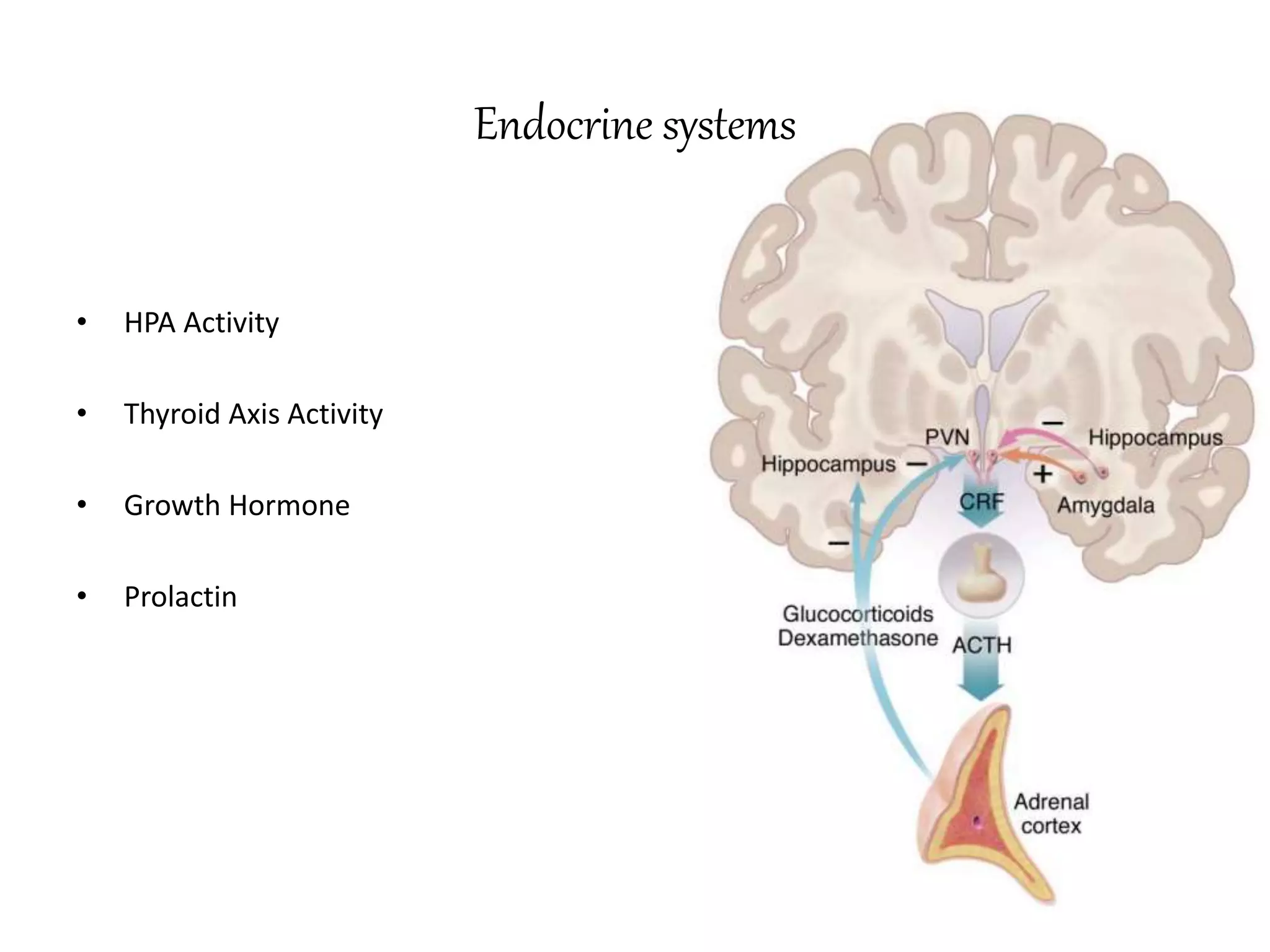 Neurobiology And Functional Brain Circuits In Mood Disorders Pptx Brain And Nervous System