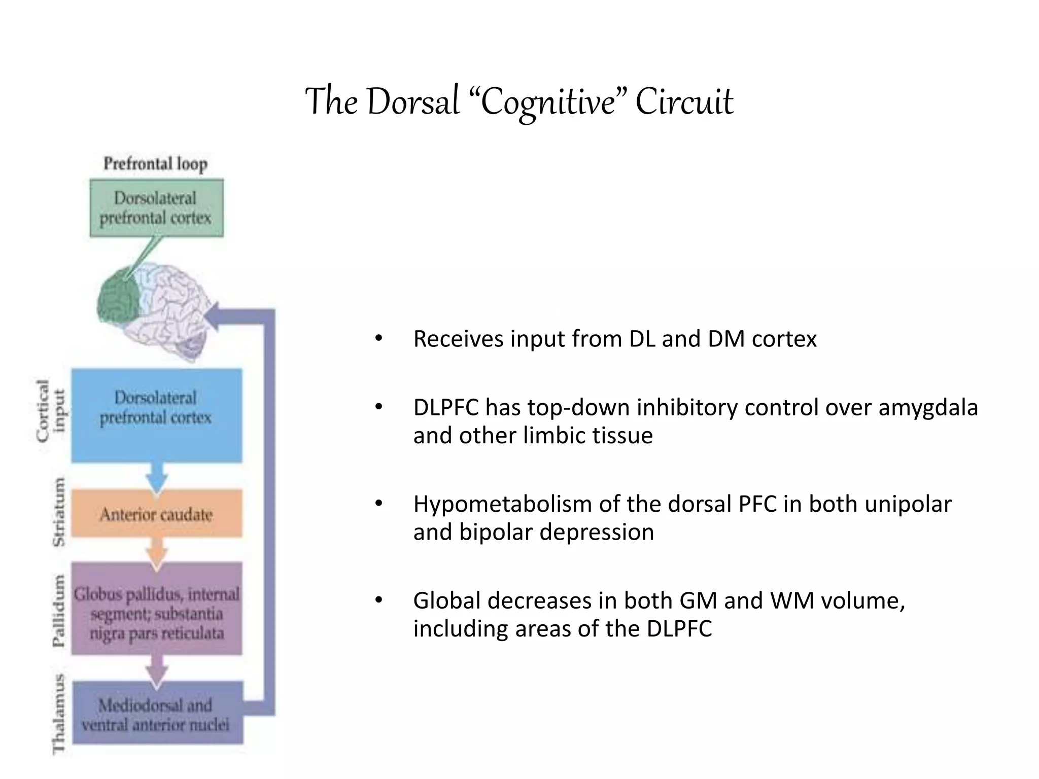 Neurobiology And Functional Brain Circuits In Mood Disorders Pptx Brain And Nervous System