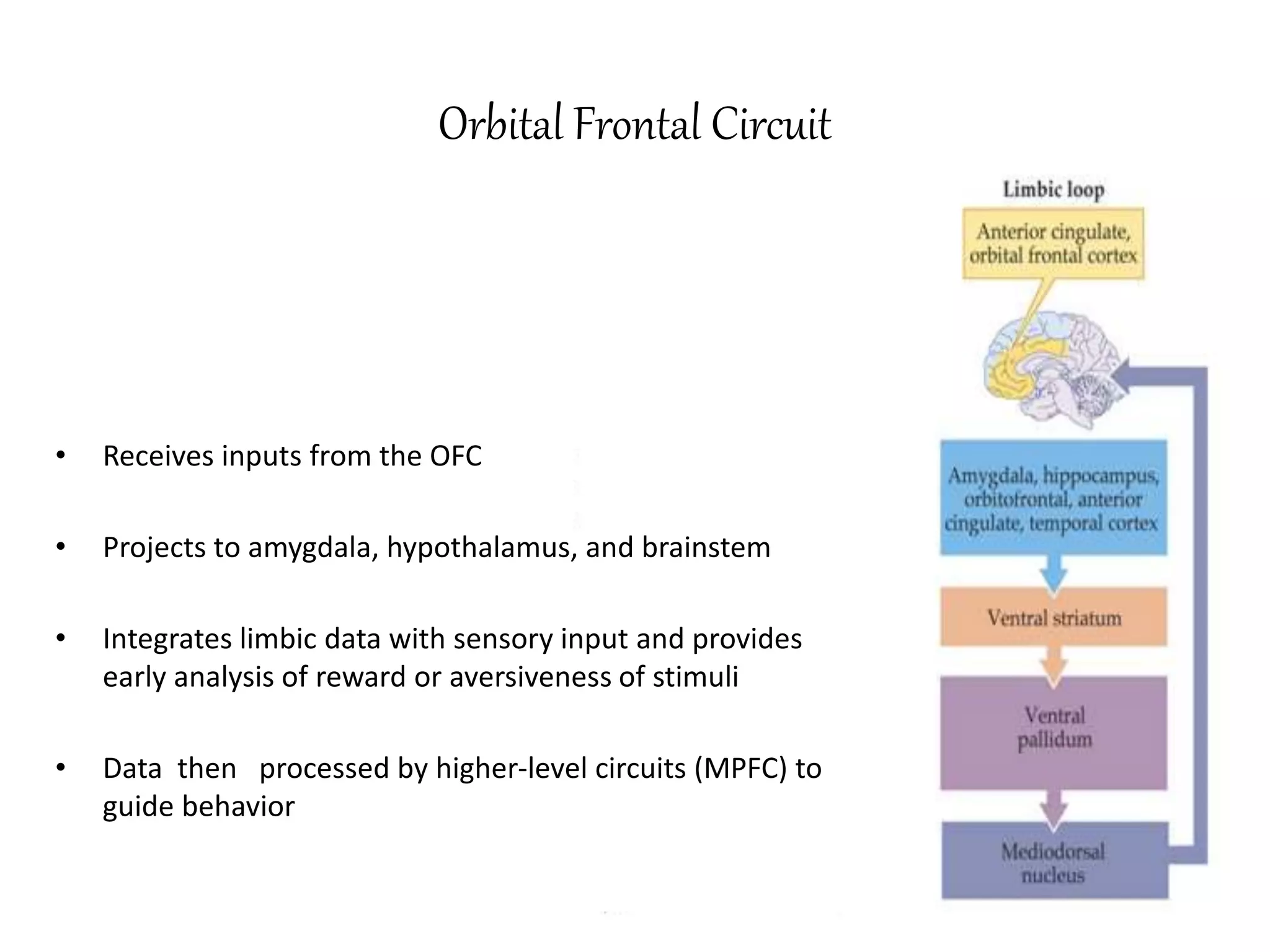 Neurobiology And Functional Brain Circuits In Mood Disorders Pptx Brain And Nervous System
