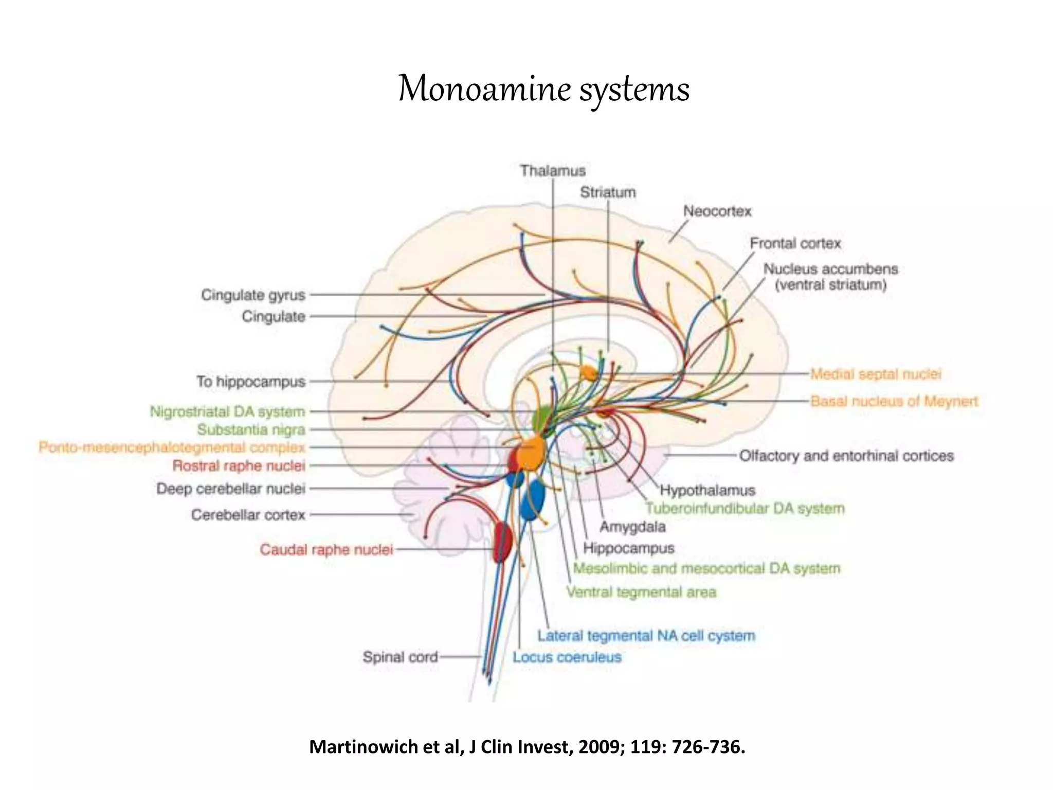 Neurobiology And Functional Brain Circuits In Mood Disorders Pptx Brain And Nervous System