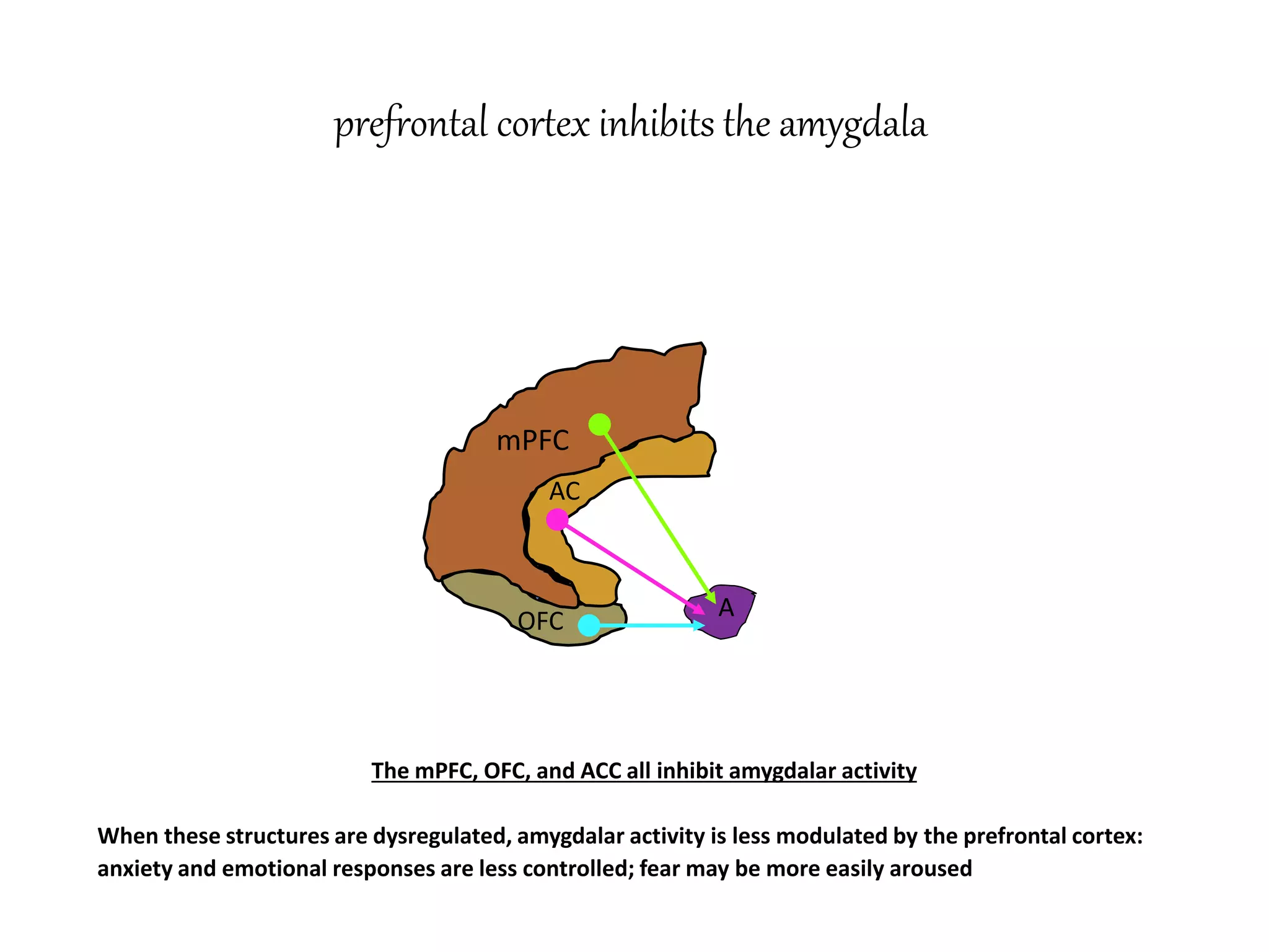 Neurobiology And Functional Brain Circuits In Mood Disorders Pptx Brain And Nervous System