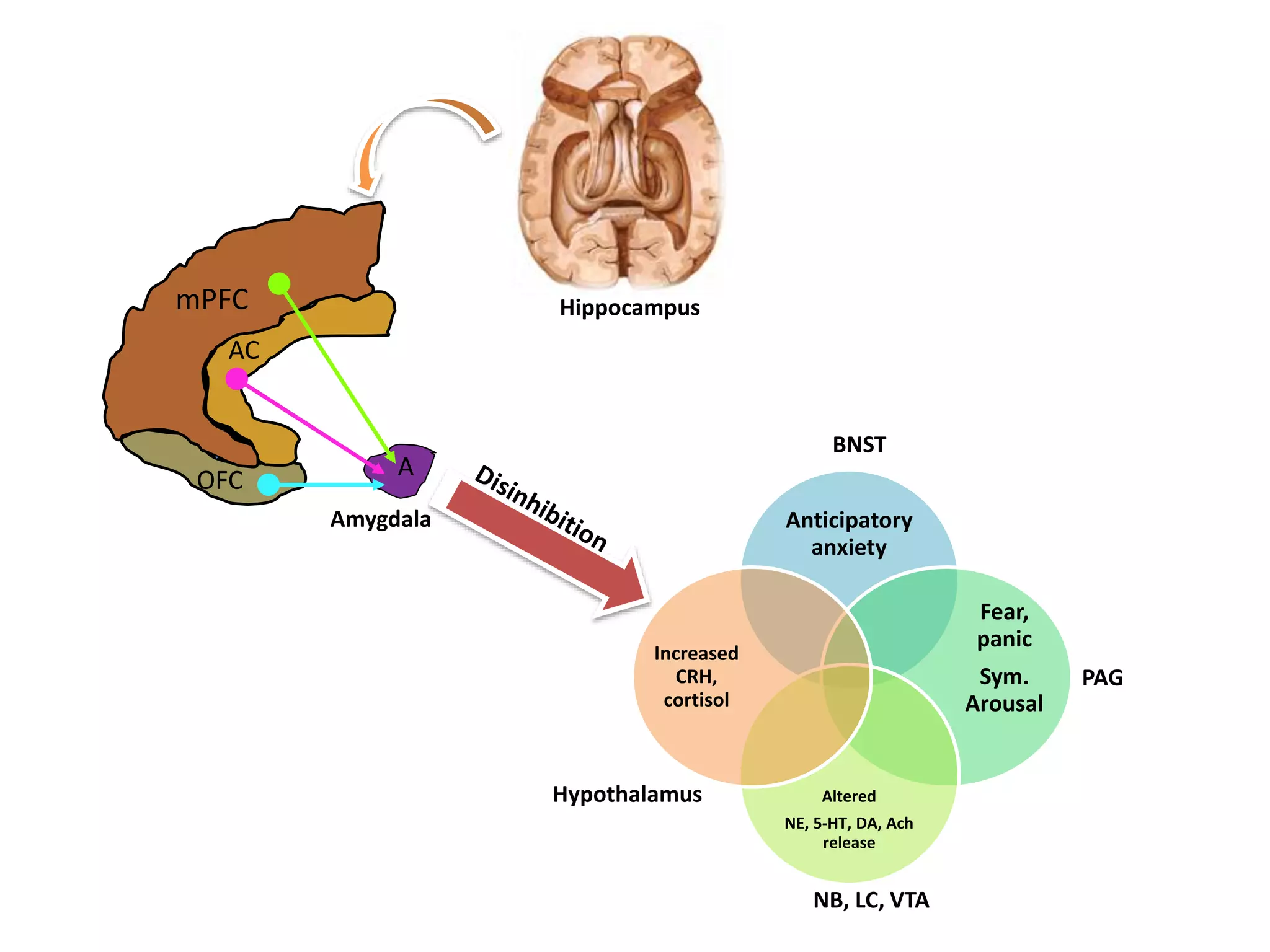 Neurobiology And Functional Brain Circuits In Mood Disorders Pptx Brain And Nervous System