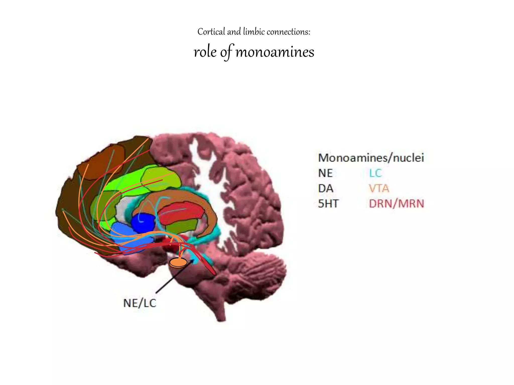 Neurobiology And Functional Brain Circuits In Mood Disorders Pptx Brain And Nervous System