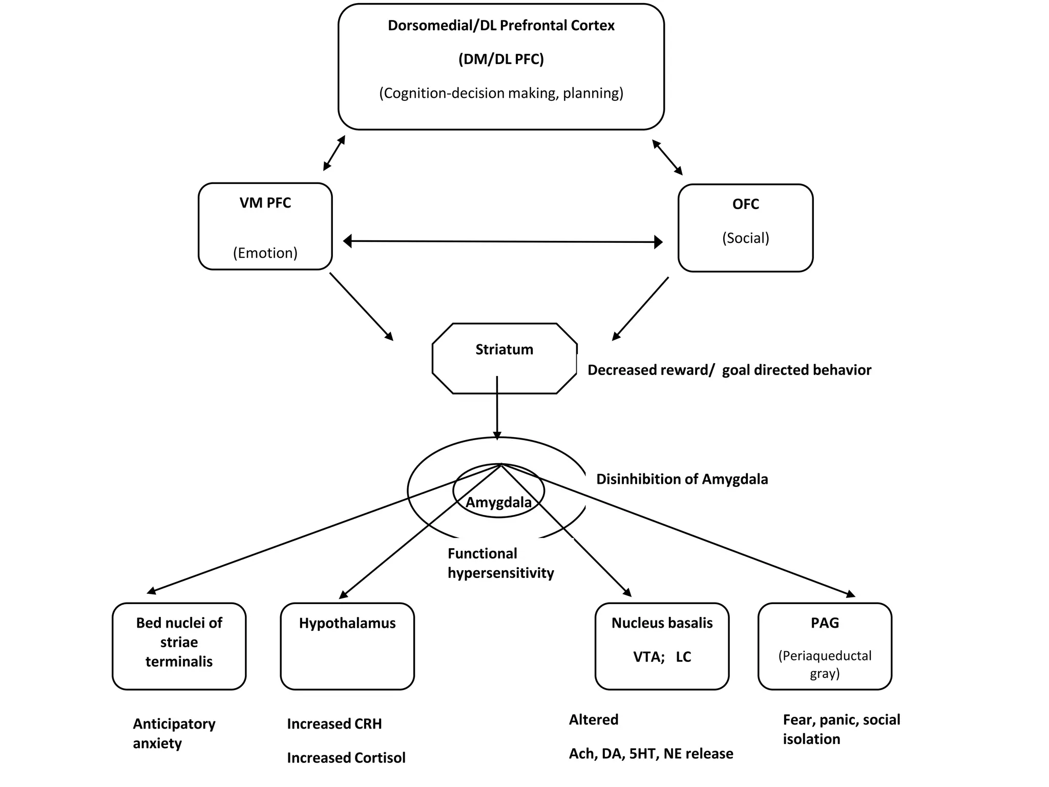 Neurobiology And Functional Brain Circuits In Mood Disorders Pptx Brain And Nervous System