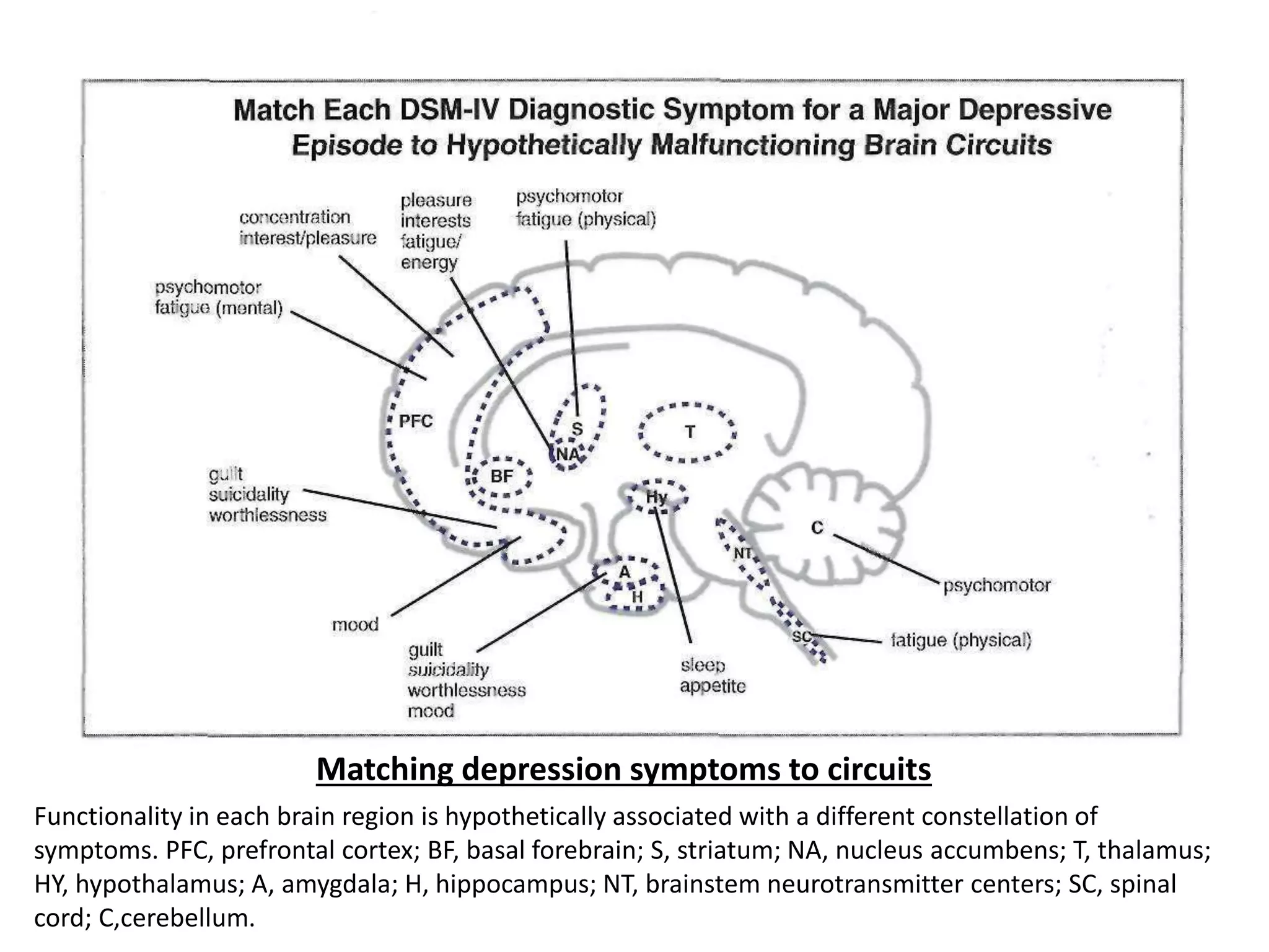 Neurobiology And Functional Brain Circuits In Mood Disorders Pptx Brain And Nervous System