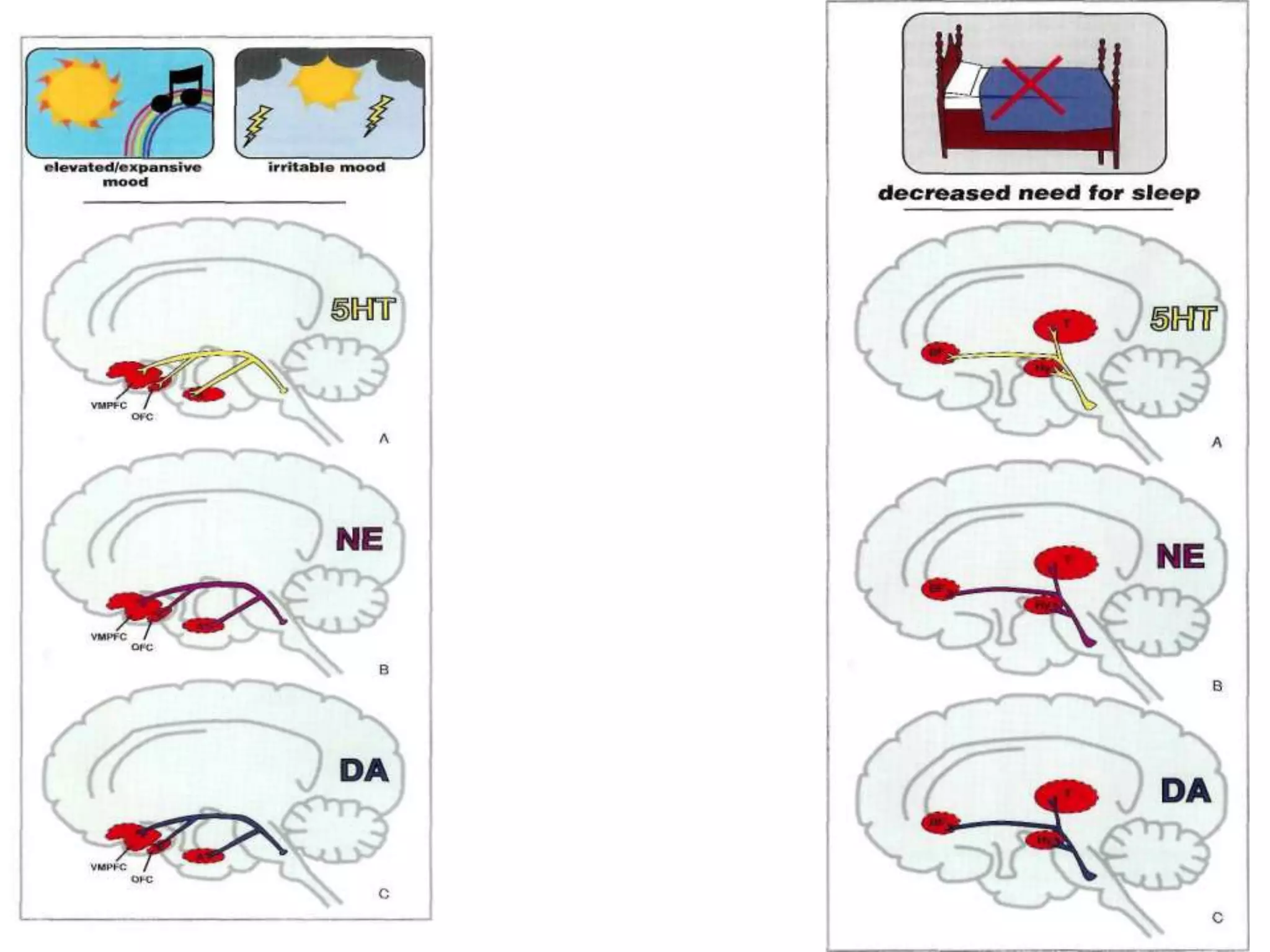 Neurobiology And Functional Brain Circuits In Mood Disorders Pptx Brain And Nervous System