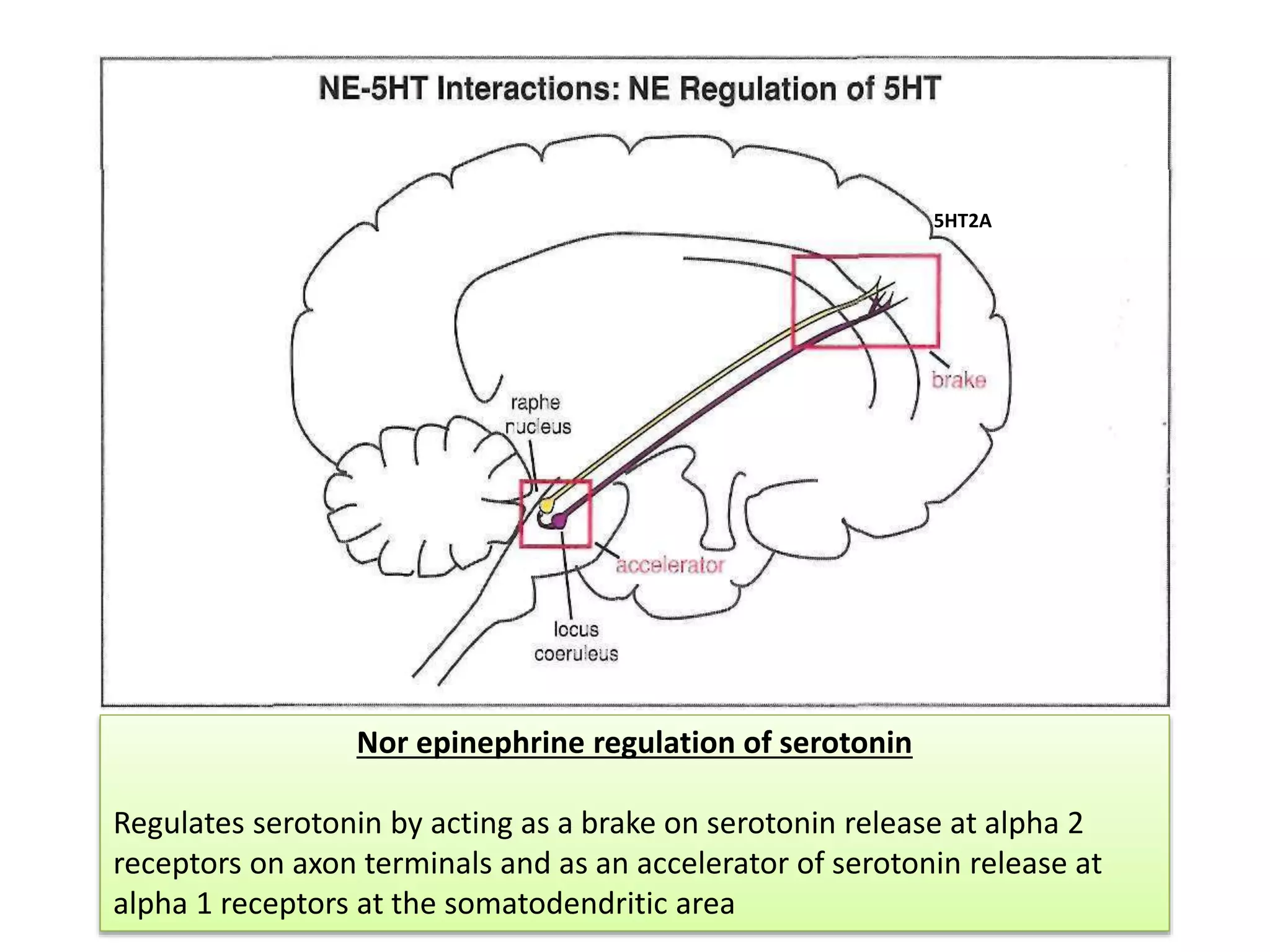 Neurobiology And Functional Brain Circuits In Mood Disorders Pptx Brain And Nervous System