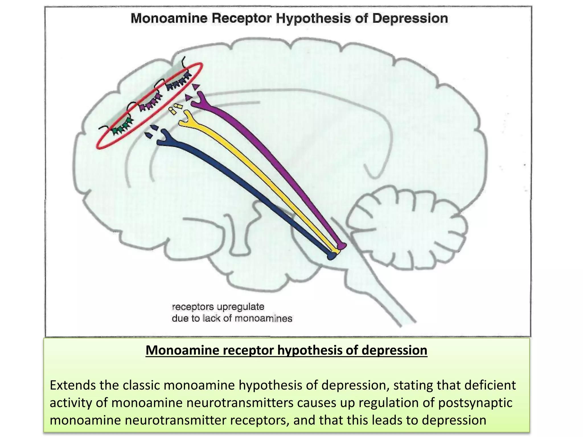 Neurobiology And Functional Brain Circuits In Mood Disorders Pptx Brain And Nervous System