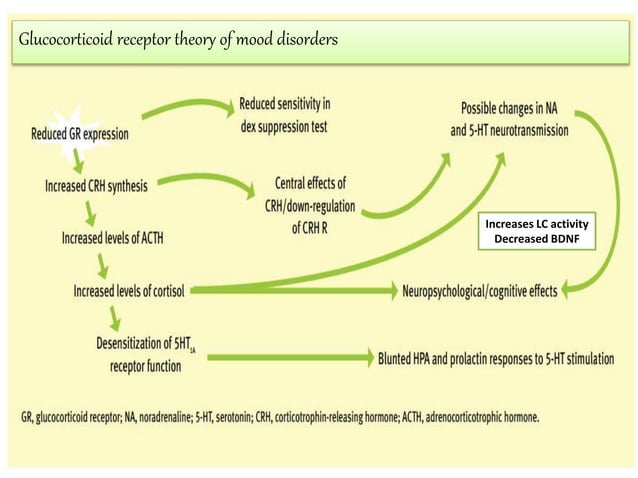 Neurobiology And Functional Brain Circuits In Mood Disorders Pptx Brain And Nervous System