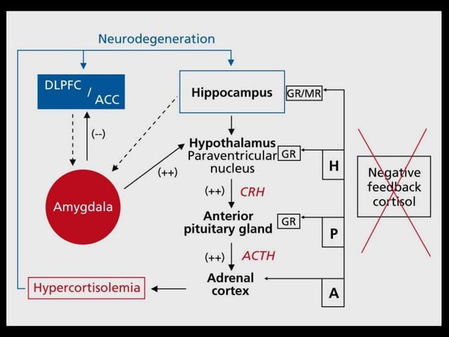 Neurobiology And Functional Brain Circuits In Mood Disorders Pptx Brain And Nervous System