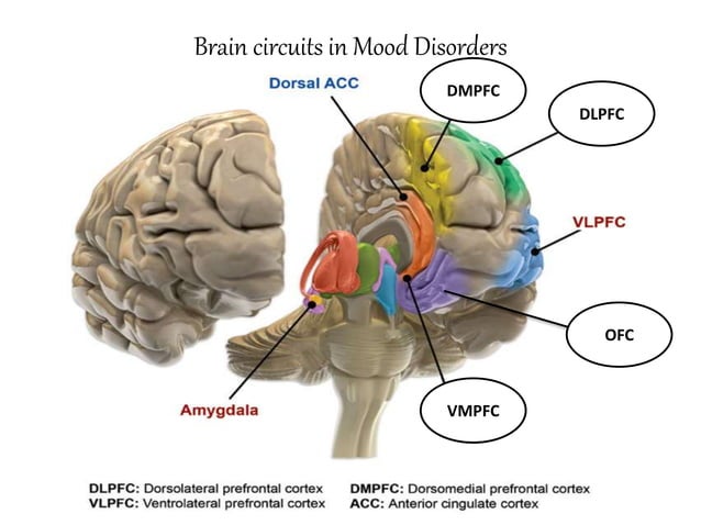 Neurobiology and functional brain circuits in mood disorders | PPTX | Brain and Nervous System ...