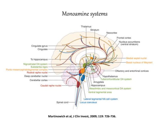 Neurobiology And Functional Brain Circuits In Mood Disorders Pptx Brain And Nervous System