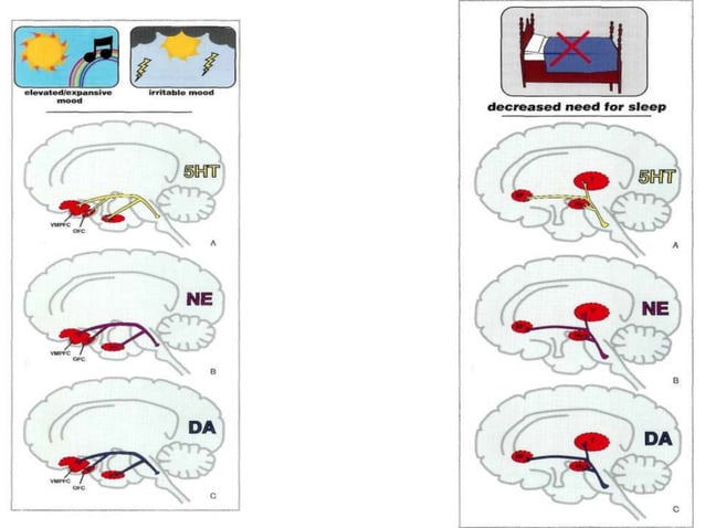 Neurobiology And Functional Brain Circuits In Mood Disorders Pptx Brain And Nervous System