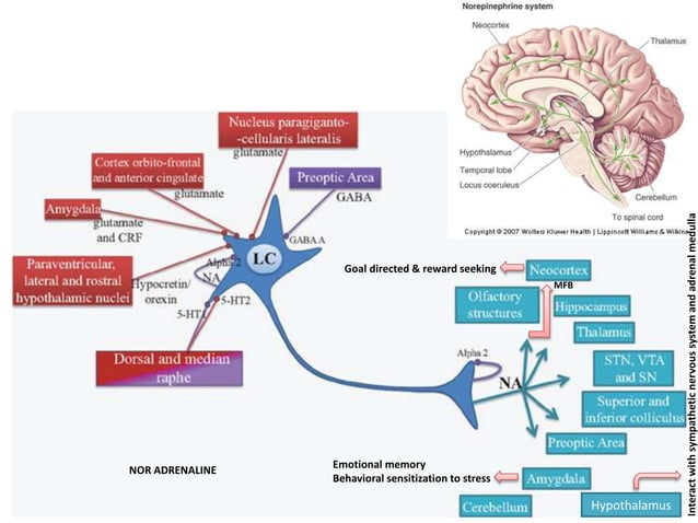 Neurobiology And Functional Brain Circuits In Mood Disorders Pptx Brain And Nervous System