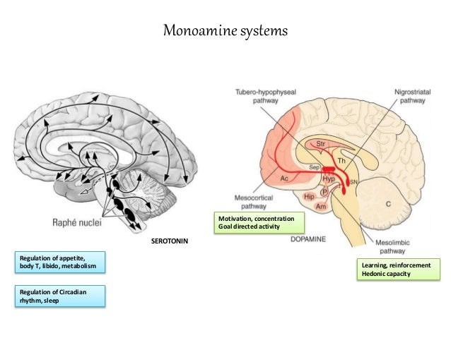 Neurobiology and functional brain circuits in mood disorders