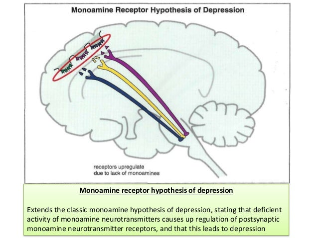 Neurobiology and functional brain circuits in mood disorders