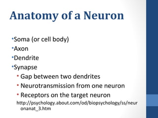 The NEATS: Neurobiology | PPT