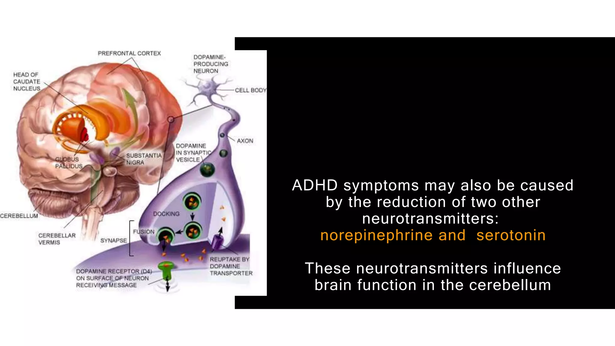 Neurobiology of attention deficit hyperactivity disorder | PPTX