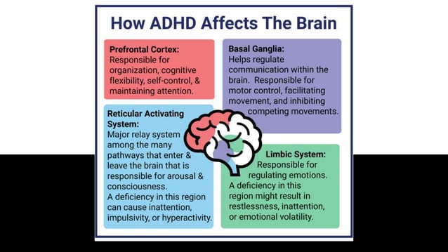 Neurobiology of attention deficit hyperactivity disorder | PPTX