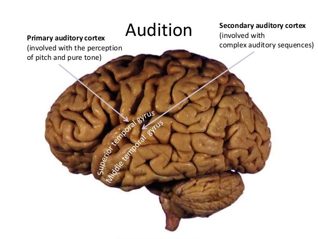 Neurobiology of auditory hallucinations