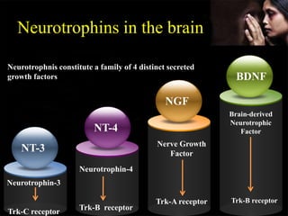 Neurobiology of depression- recent updates | PPTX