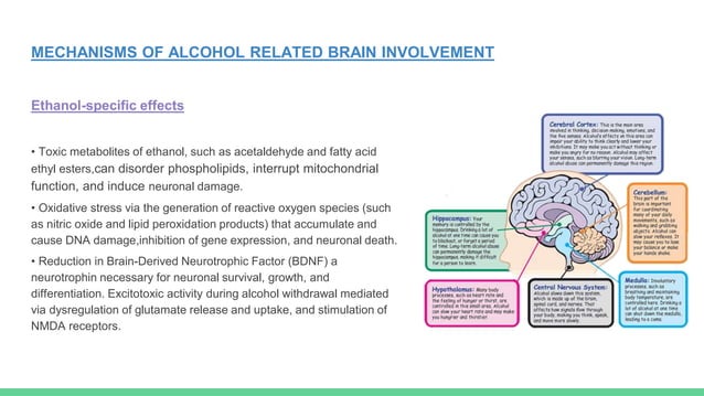 Neurobiology of Drinking | PPT