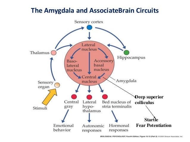 Neurobiology of emotion