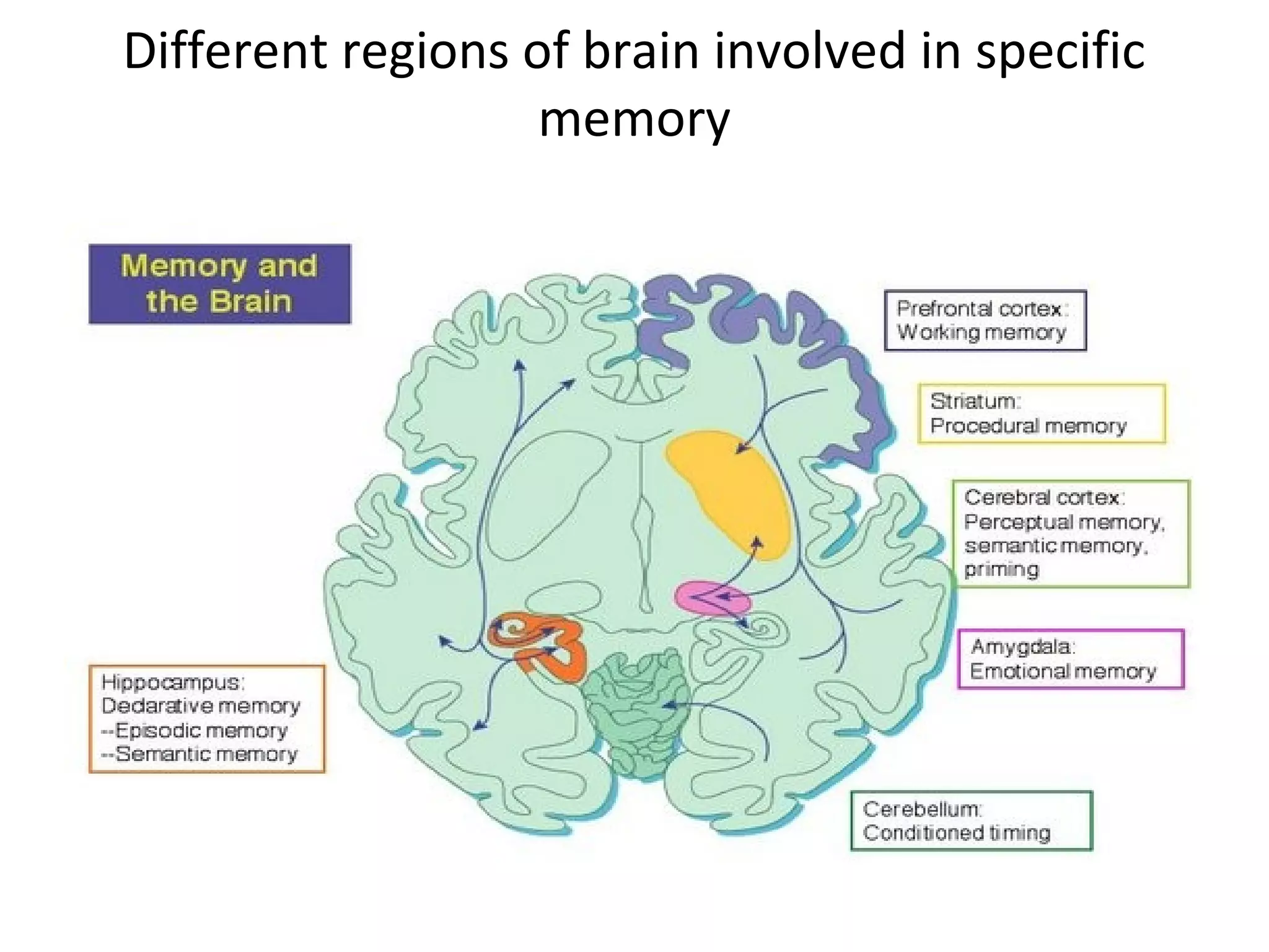 Neurobiology of memory | PPT