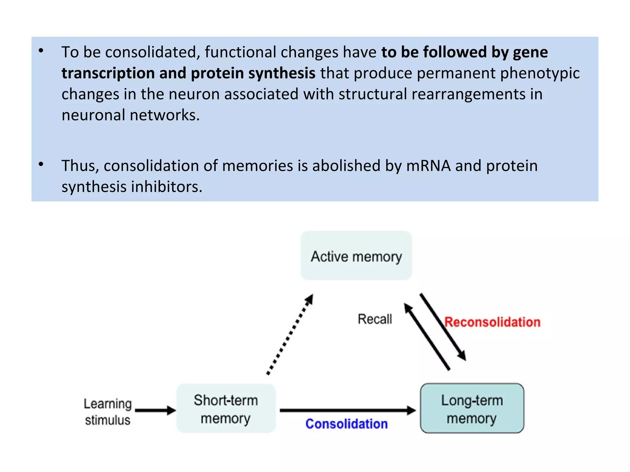 Neurobiology of memory | PPT