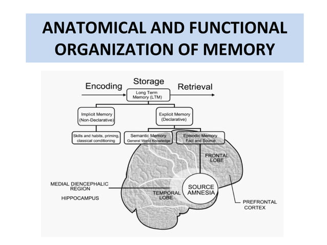 Neurobiology of memory | PPT