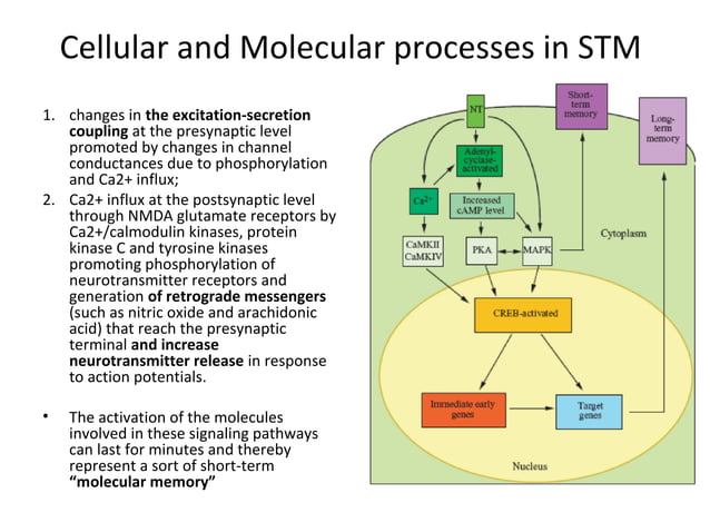 Neurobiology of memory | PPT