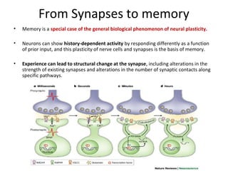 Neurobiology of memory | PPT