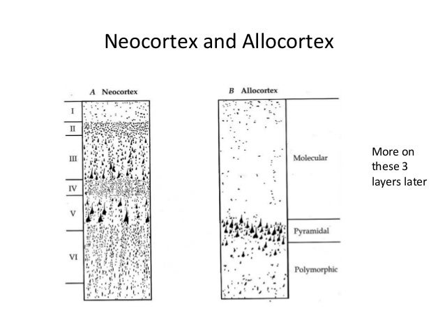 neuroscience - Is the six-layer cortex model of the mammalian cortex ...
