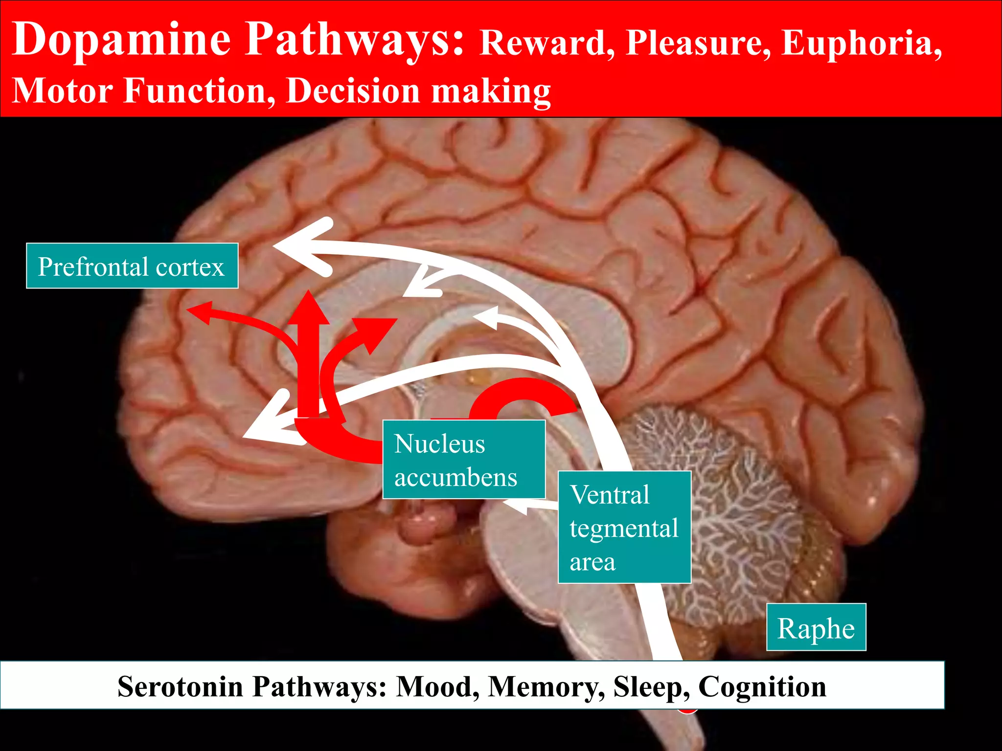 Neurobiology of substance dependence | PPTX
