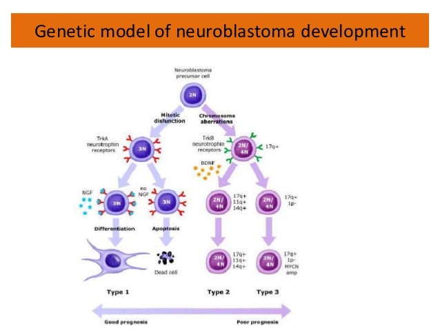 Neuroblastoma