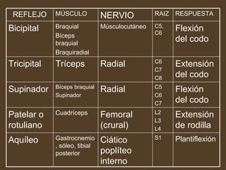 Neurofisiología, cap54 b (Guyton) | PPT
