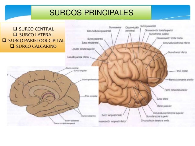 El Cerebro, cap 7