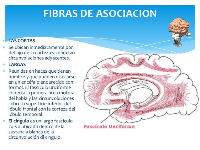 El Cerebro, cap 7