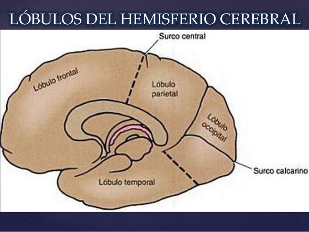 Neuroanatomía Snell Cap 7 "El Cerebro"