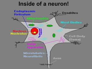 Neuro cell or neuron cell | PPT