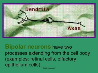 Neuro cell or neuron cell | PPT
