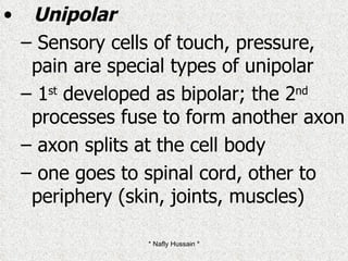 Neuro cell or neuron cell | PPT
