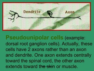 Neuro cell or neuron cell | PPT