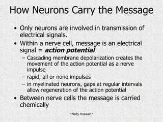 Neuro cell or neuron cell | PPT