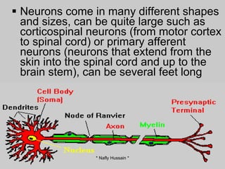 Neuro cell or neuron cell | PPT